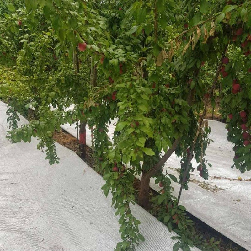 Reflective Ground Cover | Improve Fruit Quality | EYOUAGRO