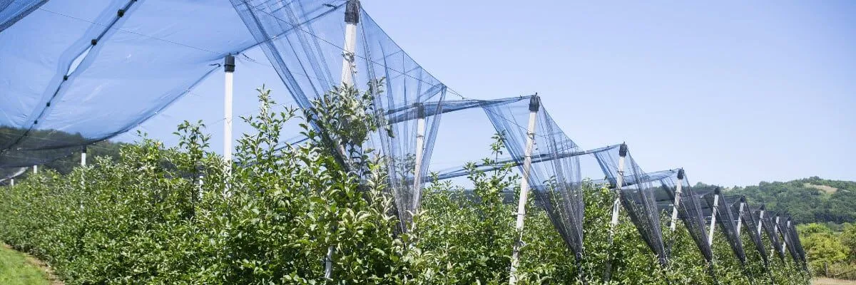 3 Types of Hail Netting - All You Need to Know | EYOUAGRO