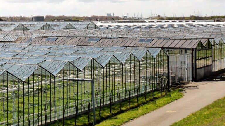 3 Types of Hail Netting - All You Need to Know | EYOUAGRO