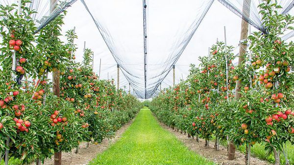 3 Types of Hail Netting - All You Need to Know | EYOUAGRO