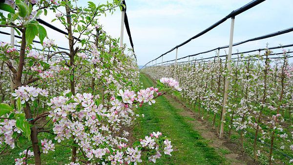 3 Types of Hail Netting - All You Need to Know | EYOUAGRO