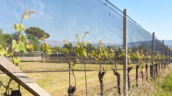 3 Types of Hail Netting - All You Need to Know | EYOUAGRO