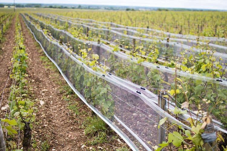 Vineyard Side Netting | Protect Your Vineyard | EyouAgro