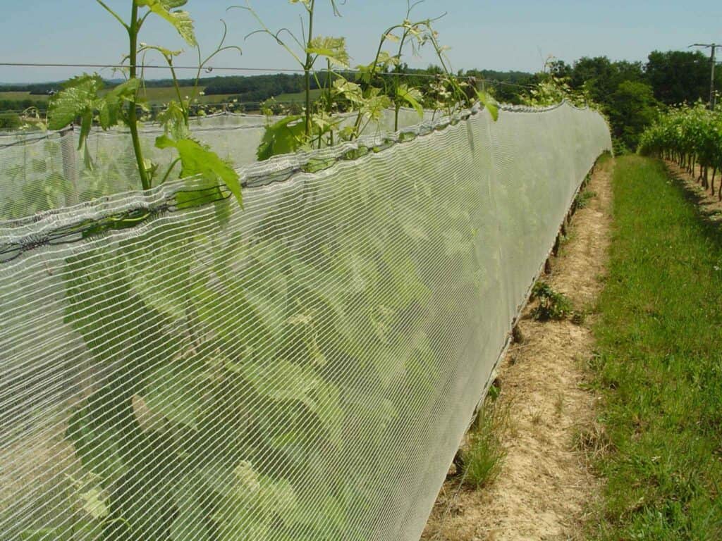 Vineyard Side Netting | Protect Your Vineyard | EyouAgro