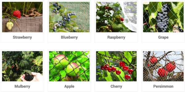 5 Tips of Fruit Tree Netting - You Need to Know - EYOUAGRO