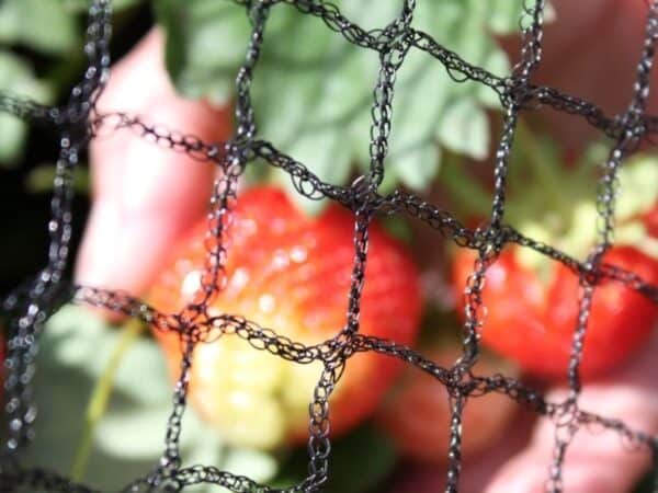 5 Tips of Fruit Tree Netting - You Need to Know - EYOUAGRO