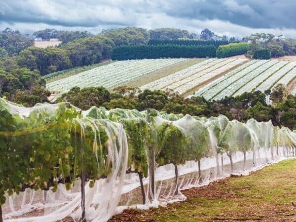 Vineyard Netting: The Comprehensive Guide (2021) - EYOUAGRO