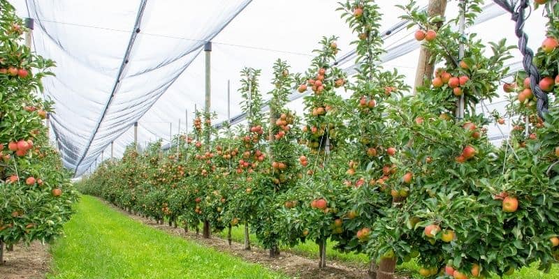 3 Types of Hail Netting - You Need to Know | EYOUAGRO