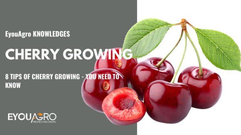 8 Tips of Cherry Growing - You Need to Know - EYOUAGRO
