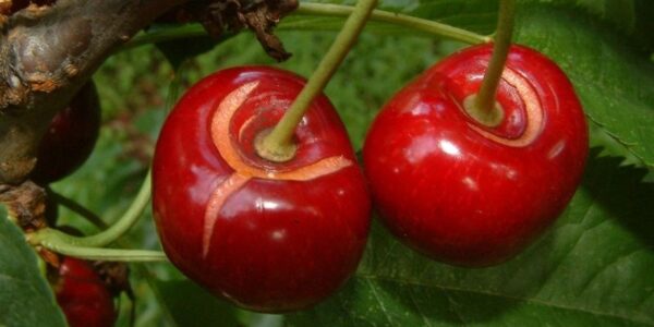 How Cracking Occur in Cherry And How To Prevent It | EyouAgro
