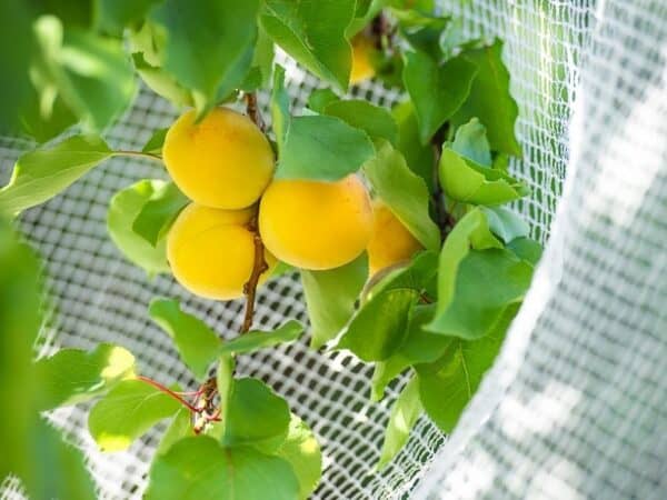 7 Secrets of Fruit Tree Netting –You Need to Know | EYOUAGRO