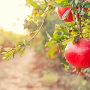 7 Secrets of Fruit Tree Netting –You Need to Know | EYOUAGRO