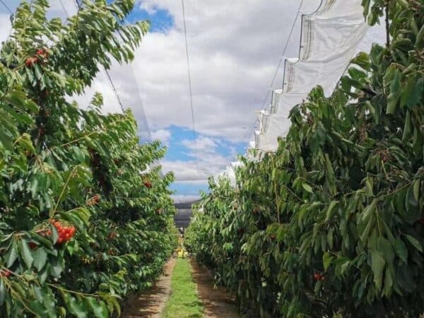How to Protect Your Cherries from Rain? | EYOUAGRO