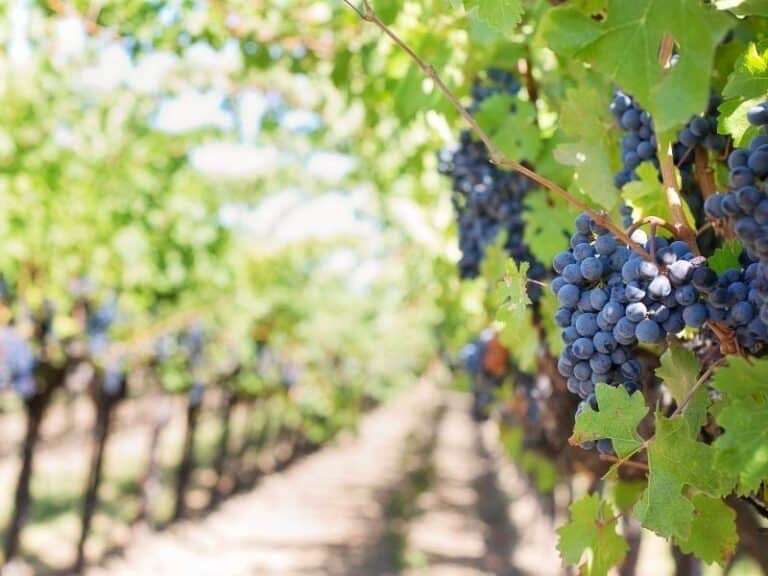 Grape Vine Netting | Netting Over Grape Plants | EYOUAGRO