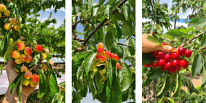 Reflective Ground Cover | Improve Fruit Quality | EYOUAGRO