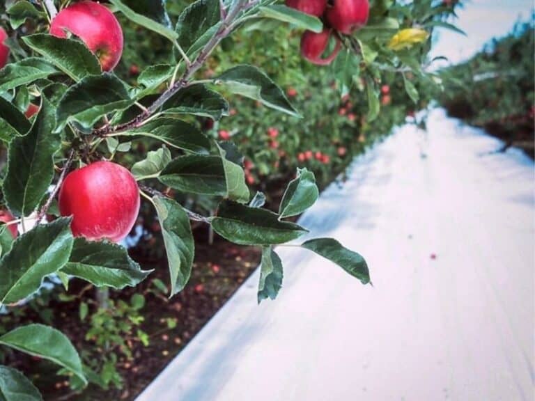 Reflective Ground Screens Installation Guide | EYOUAGRO