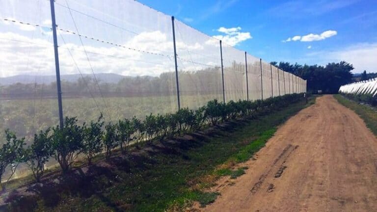 Protect Your Crop with Agriculture Windbreak Net | EyouAgro