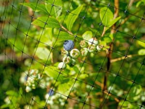Blueberry Netting: Protect Your Berry Crop | EyouAgro