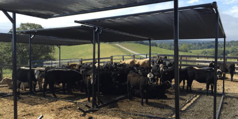 Livestock Shade Structures — Keep Your Cattle Cool