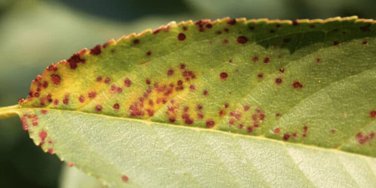 9 Common Cherry Tree Diseases and How to Treat ｜ EYOUAGRO