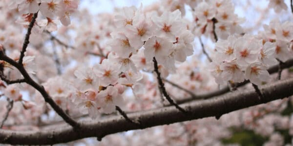 9 Common Cherry Tree Diseases and How to Treat ｜ EYOUAGRO