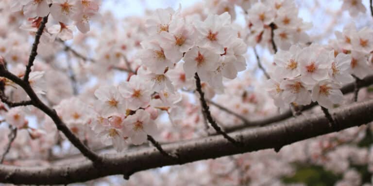 9 Common Cherry Tree Diseases and How to Treat ｜ EYOUAGRO