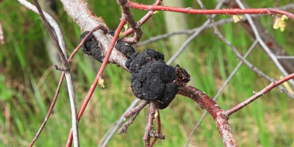 9 Common Cherry Tree Diseases and How to Treat ｜ EYOUAGRO