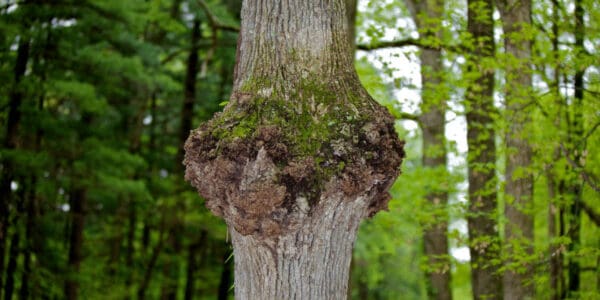 9 Common Cherry Tree Diseases and How to Treat ｜ EYOUAGRO