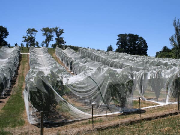 Cherry Tree Netting | Protect Your Cherry Orchard | EYOUAGRO