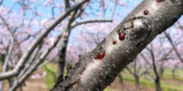 9 Common Cherry Tree Diseases and How to Treat ｜ EYOUAGRO