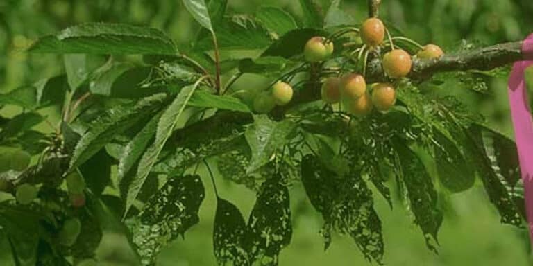9 Common Cherry Tree Diseases and How to Treat ｜ EYOUAGRO