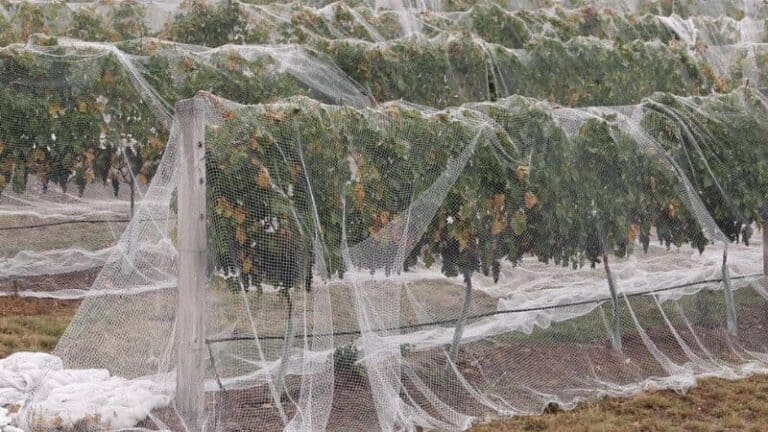 Vineyard Netting | Protect Your Grapevine Orchard | EYOUAGRO