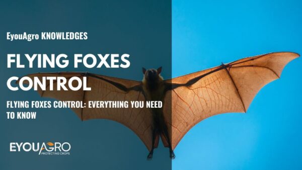 Flying Foxes Control: everything you need to know - EYOUAGRO