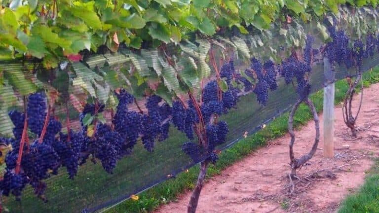 Vineyard Side Netting | Fruit Zone Bird Netting | EyouAgro