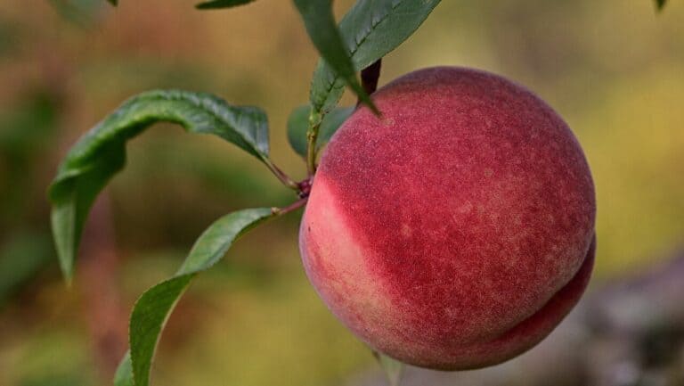 8 Most Common Diseases Peach Tree & How to Treat | EYOUAGRO