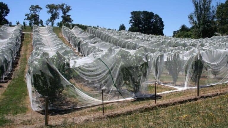 3 Types of Hail Netting - All You Need to Know | EYOUAGRO