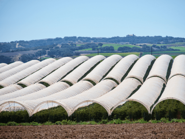 Raspberry Netting | Protect Raspberry Orchard | EYOUAGRO