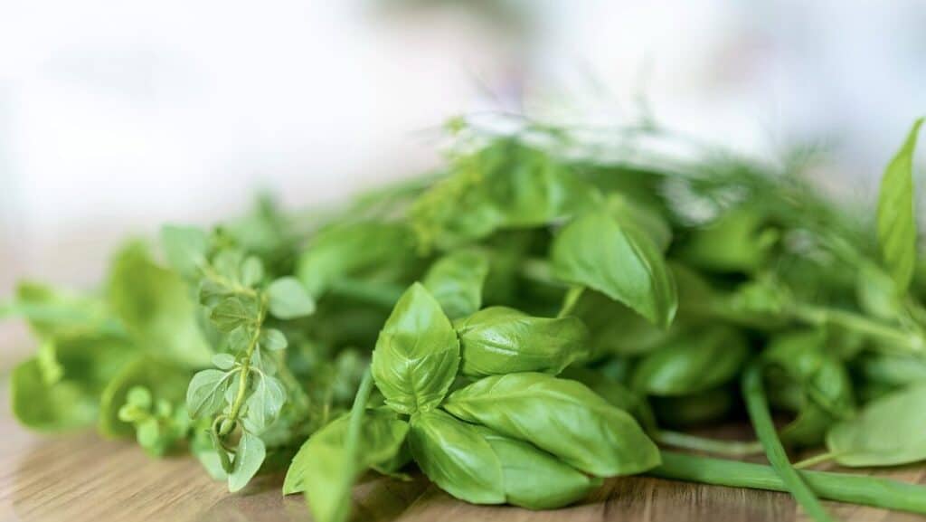 8 Tips for Growing Basil You Need to Know | EYOUAGRO