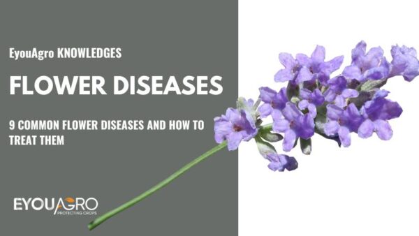9 Common Flower Diseases and How to Treat Them | EYOUAGRO
