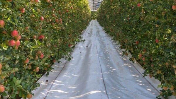 Reflective Ground Screen: Why Choose EyouAgro? | EYOUAGRO