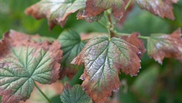 9 Common Flower Diseases and How to Treat Them | EYOUAGRO