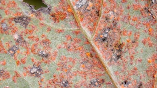 9 Common Flower Diseases and How to Treat Them | EYOUAGRO