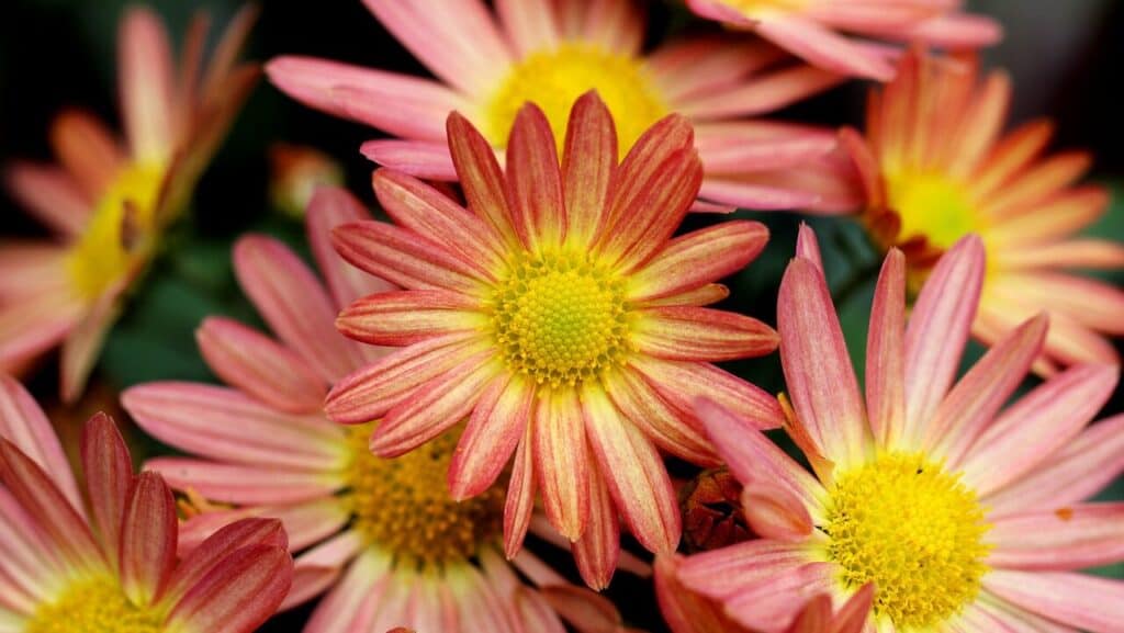 7 Tips to Protect Your Chrysanthemum Flower | EyouAgro