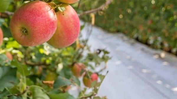 Reflective Ground Screen: Why Choose EyouAgro? | EYOUAGRO