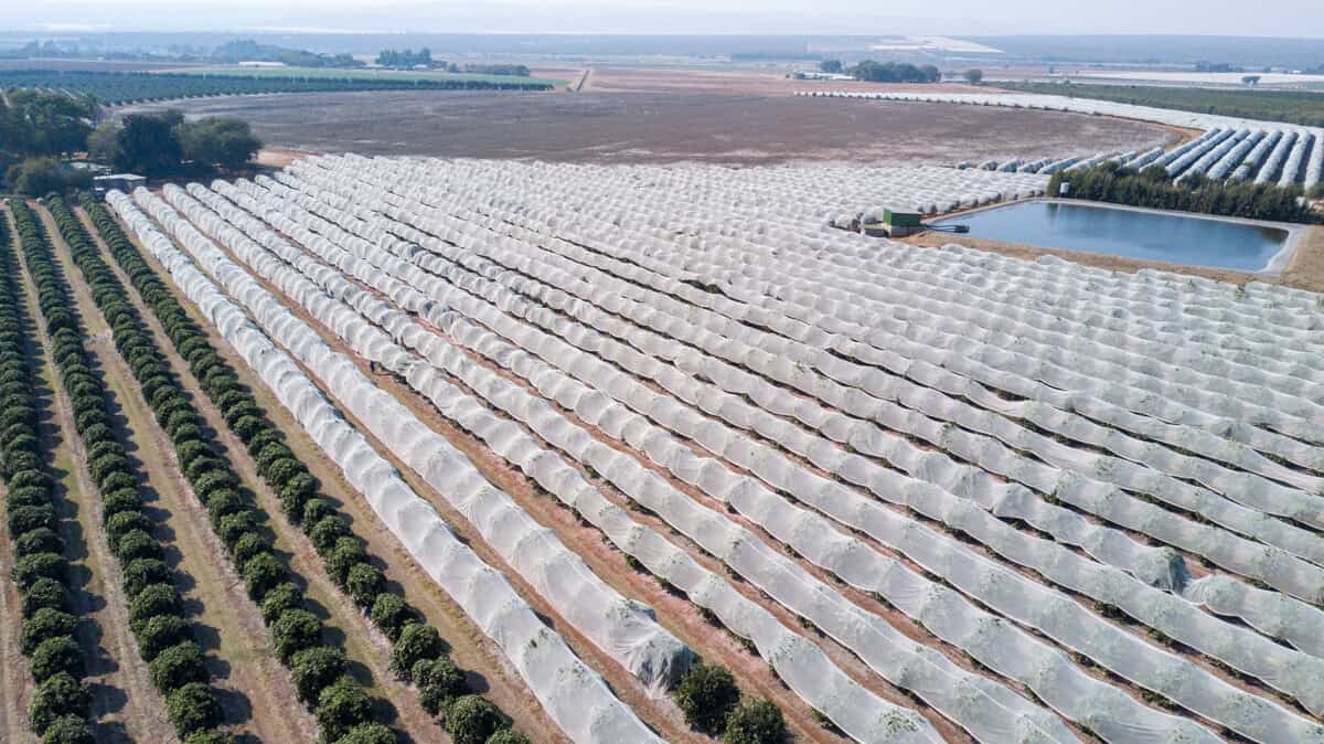 4 Kinds of Bee Netting: You Need to Know | EyouAgro