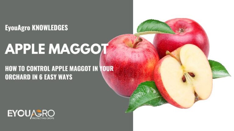 How to Control Apple Maggot in Your Orchard | EyouAgro