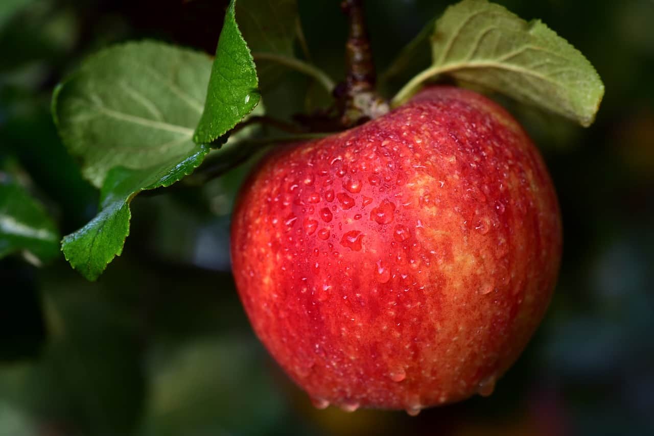 How to Control Apple Maggot in Your Orchard | EyouAgro