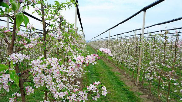 3 Types of Hail Netting - All You Need to Know | EYOUAGRO