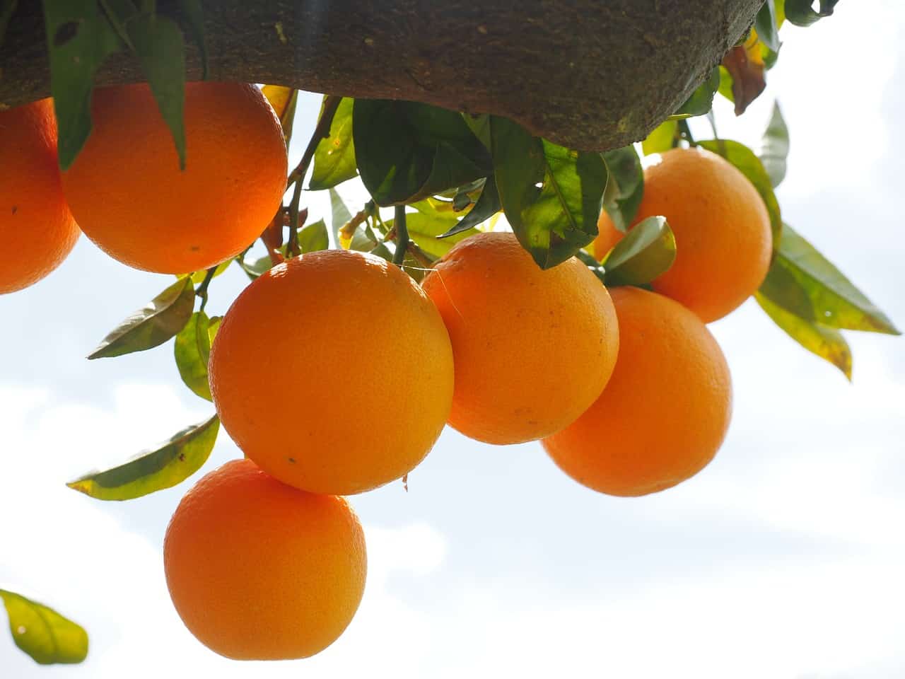 Know About Seedless Clementine Trees | EyouAgro