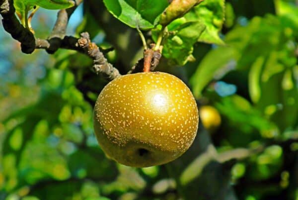 Growing Asian Pears – Everything You Need To Know | EyouAgro